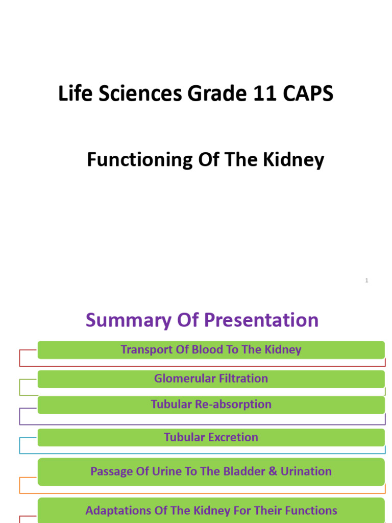 4.2. Functioning of The Kidney | PDF | Kidney | Urinary System