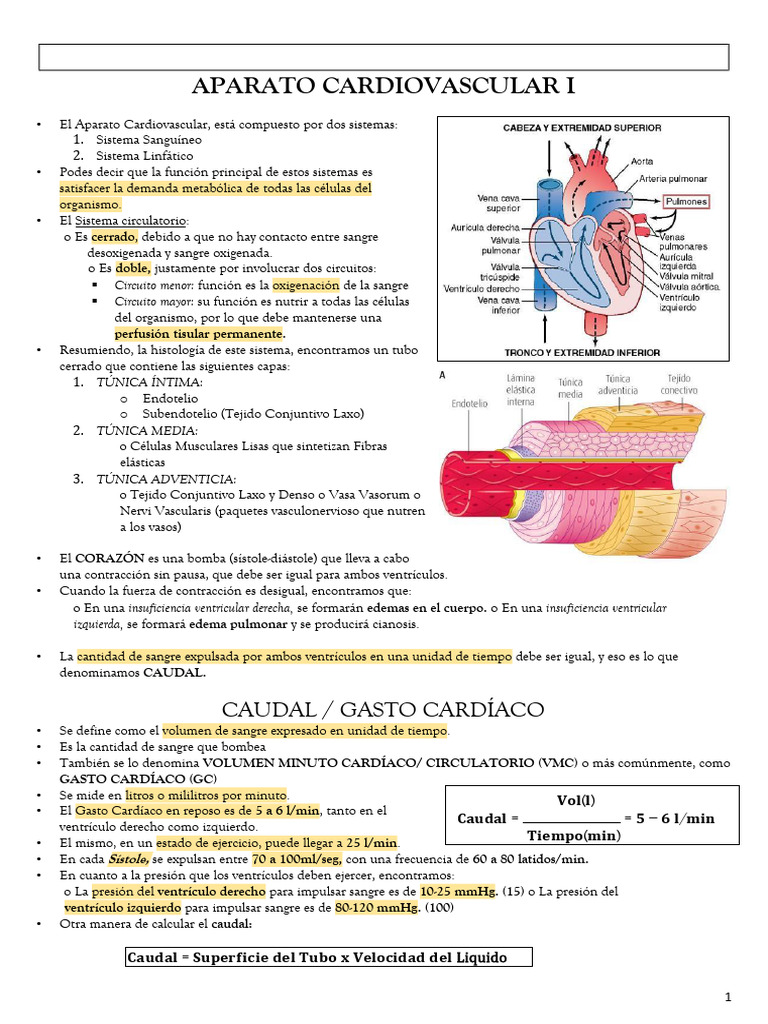 Anatomía y Función del Sistema Cardiovascular | PDF | Corazón | Artería