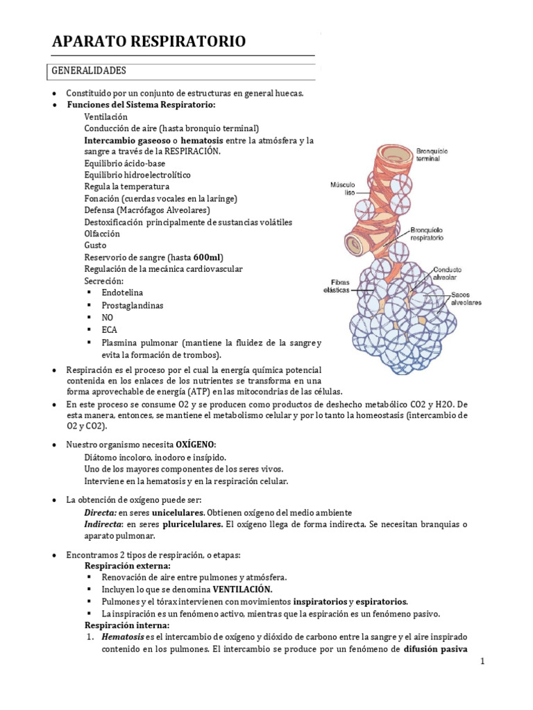 7 Aparato Respiratorio EDIT | PDF | Sistema respiratorio | Pulmón