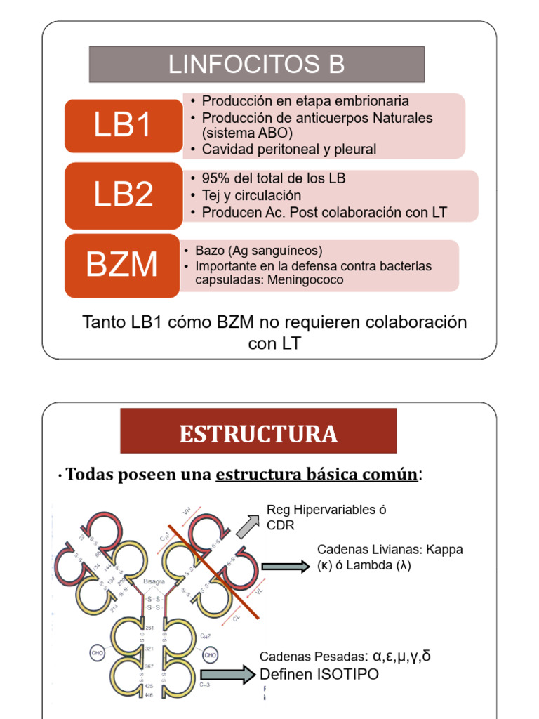 Clase Anticuerpos | PDF | Anticuerpo | Biología Celular