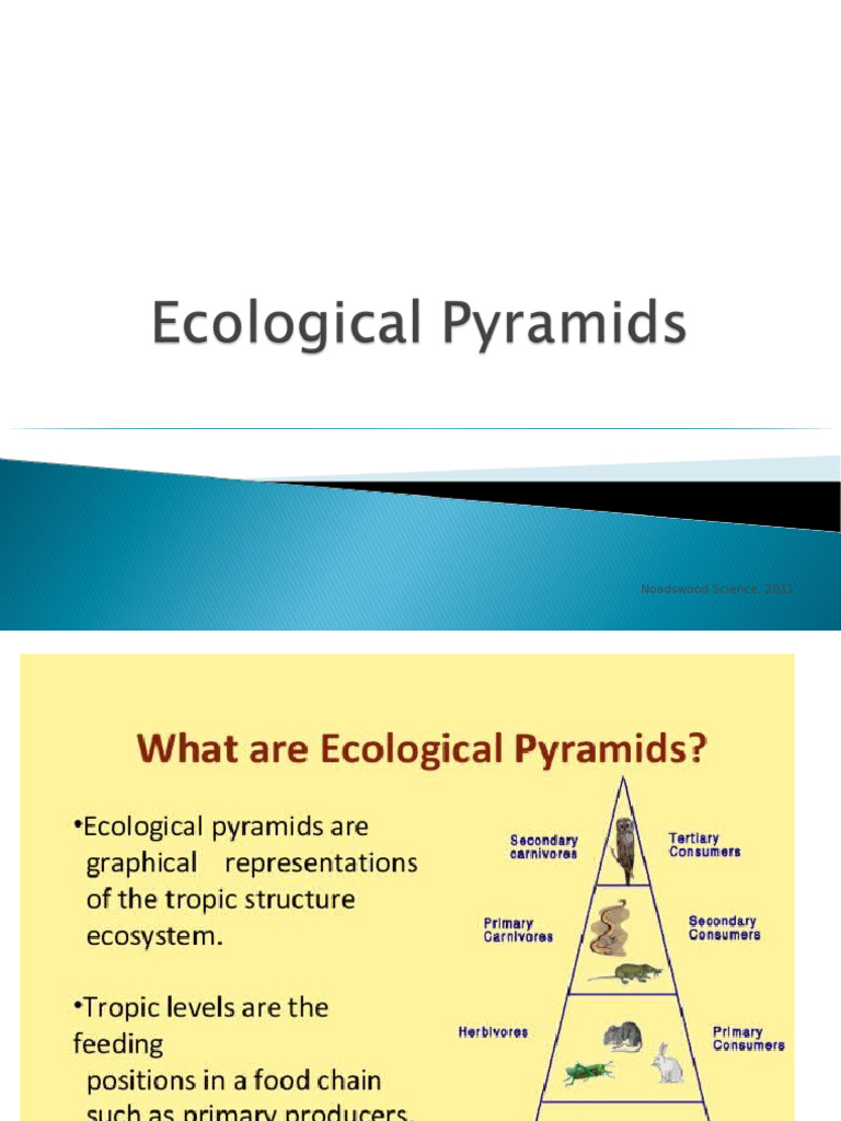 Ecological Pyramids | PDF