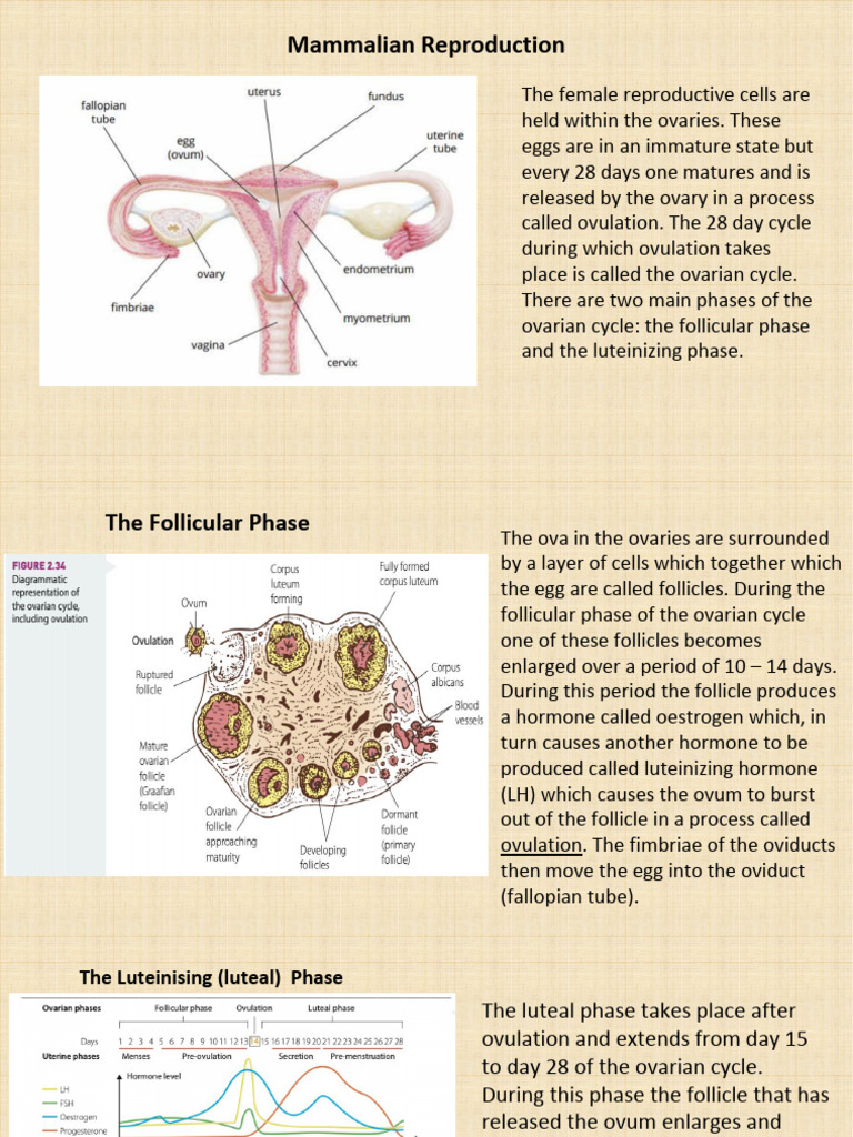 Mammalian Reproduction | PDF | Menstrual Cycle | Ovary