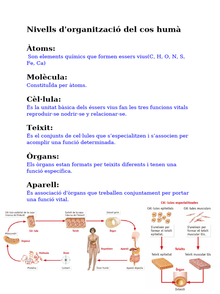 Tema 1. Apunts Punt 1 I 2 Bio - Geo 3r ESO | PDF