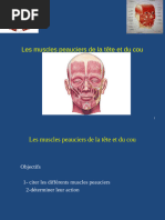 Anatomie du diaphragme stylien | PDF | Tête et cou chez l'humain ...