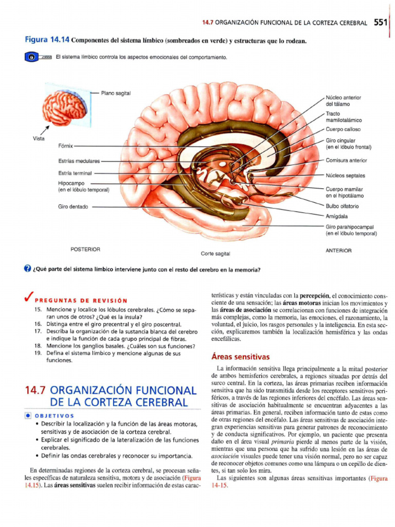 Bibliografía GUIA 13 S NERVIOSO Parte II | PDF