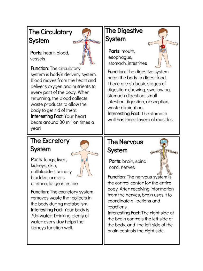 Science Body Systemworksheets | PDF