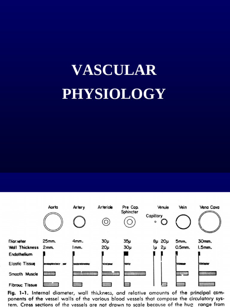 Vascular Physiology Final 2 | PDF | Blood Vessel | Hemodynamics