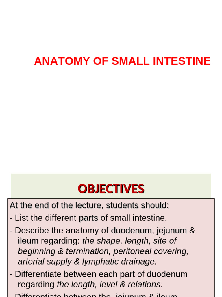 5-Anatomy of Small Intestine | PDF | Small Intestine | Angiology