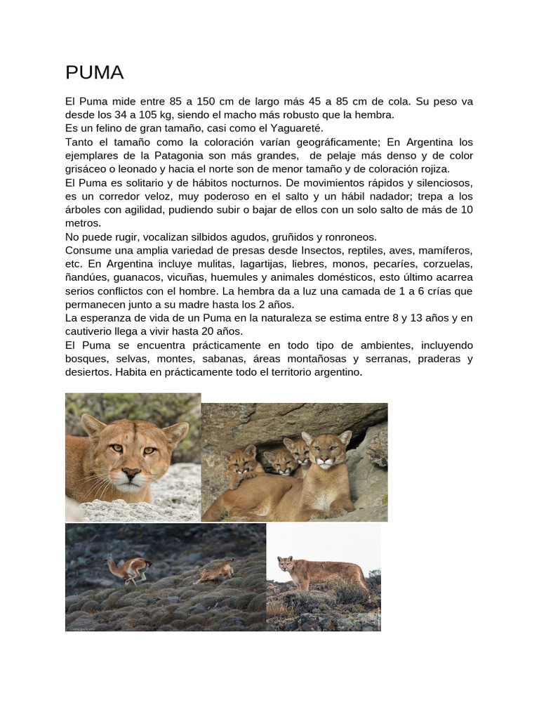 Resumen Puma | PDF