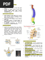 Osteology of the Goat | PDF | Vertebra | Vertebral Column