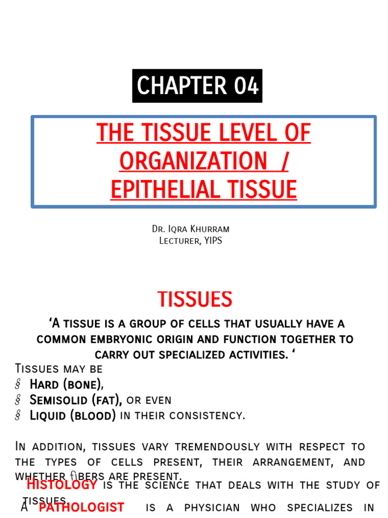Final Epithelial Tissues | PDF | Epithelium | Tissue (Biology)