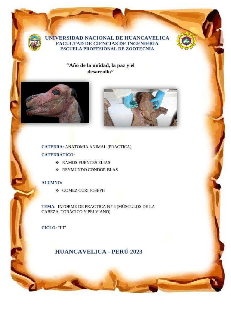Anatomía Muscular Animal: Práctica 4 | PDF | Pelvis | Músculo