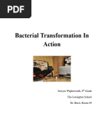 E.coli PGLO Transformation Lab Report | PDF | Transformation (Genetics ...