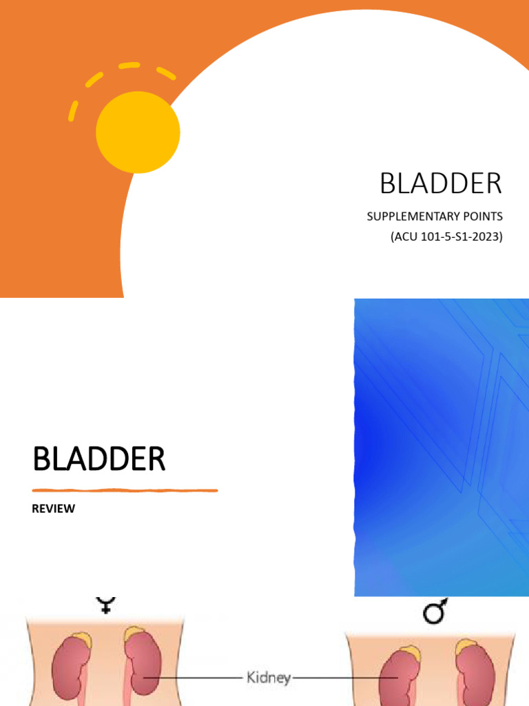 WK 6. BLADDER | PDF | Thorax | Abdomen