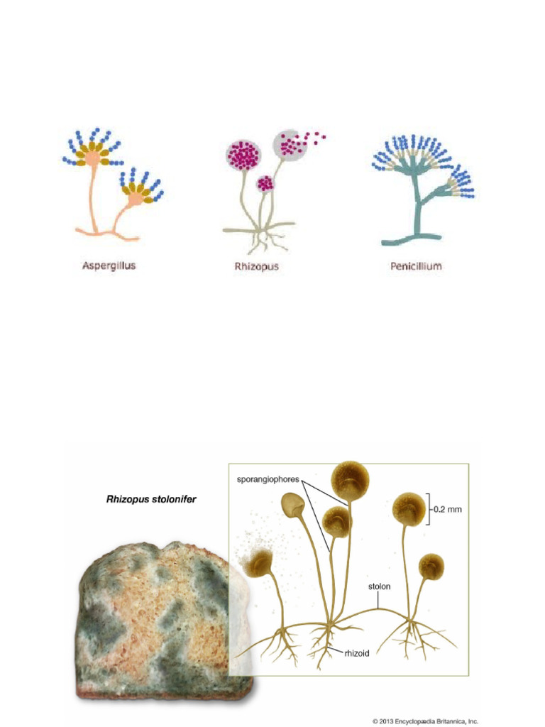 Escomen, R BSM2 (Mycology) | PDF