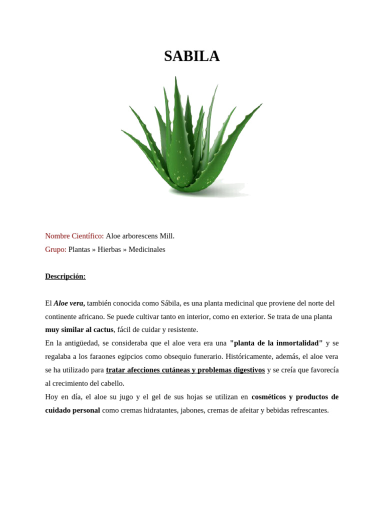 Sábila | PDF | Hogar, jardinería y bricolaje | Ciencia y matemáticas