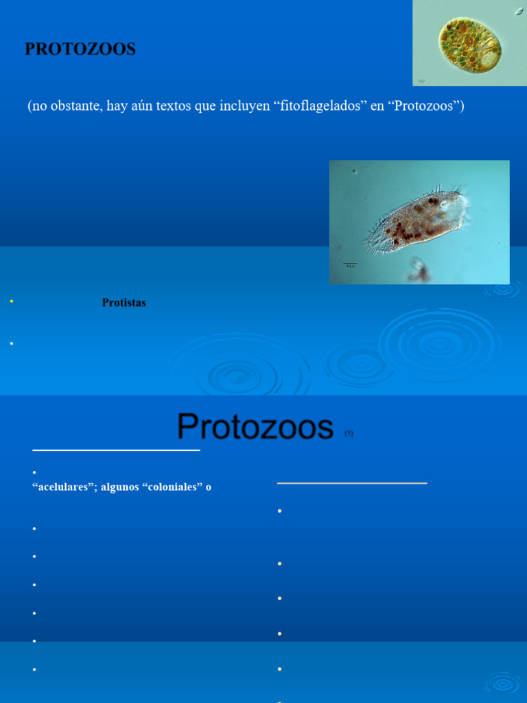 Clase 10a Eucariotas Unicelulares | PDF | Eucariotas | Protozoos