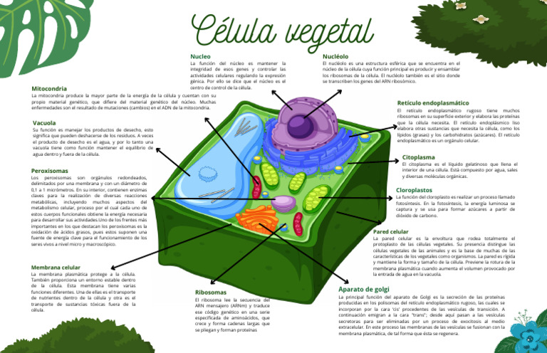Célula Vegetal PDF | PDF | Biología Celular) | Citoplasma