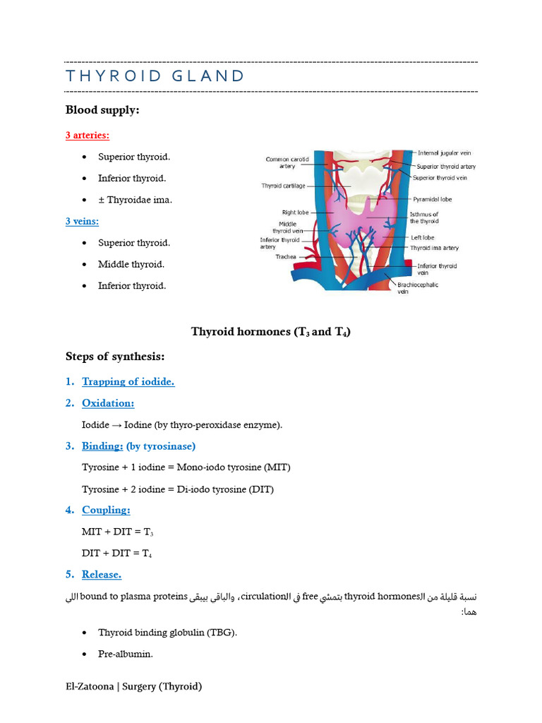 Thyroid Pdf Thyroid Lymph Node