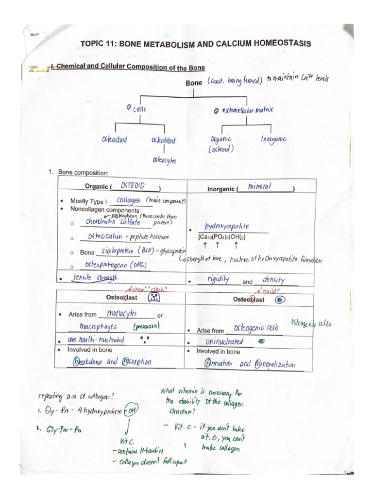 Topic 11 Bone Metabolism and Calcium Homeostasis | PDF