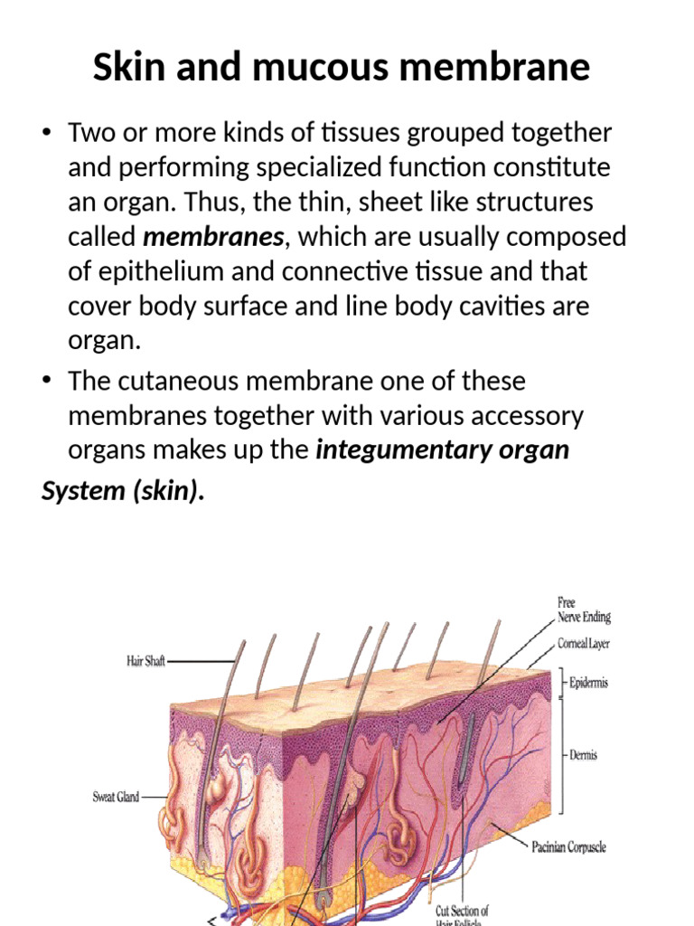 Skin and Membranes | PDF | Skin | Epithelium