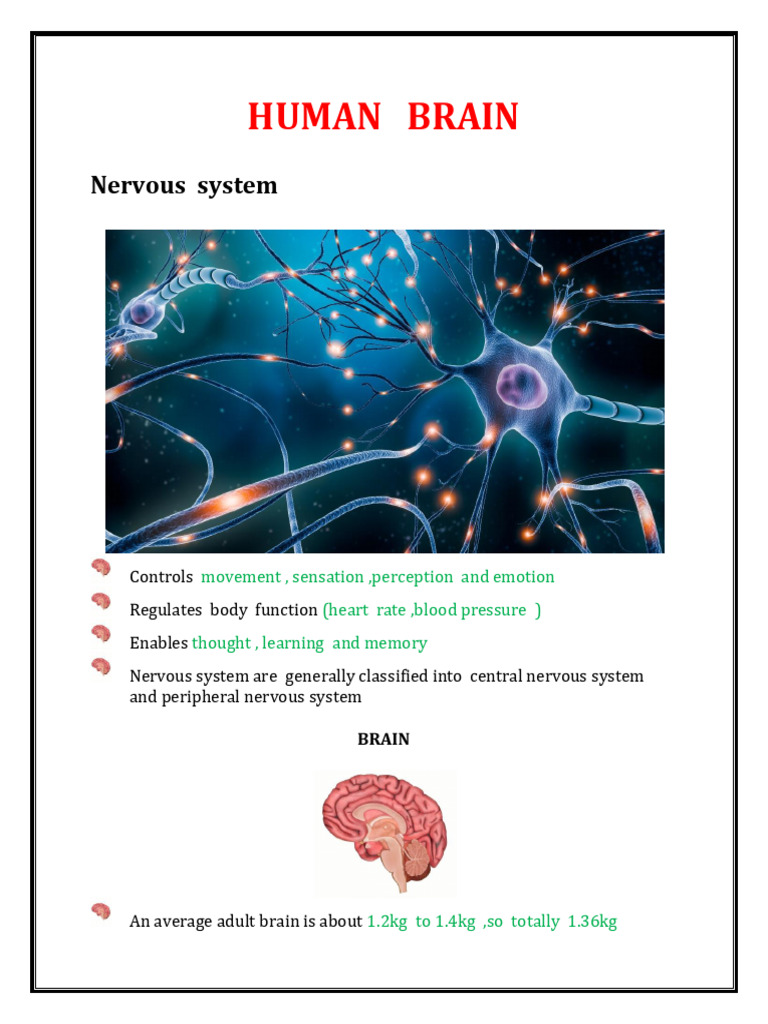 Human Brain | PDF | Wellness | Science & Mathematics
