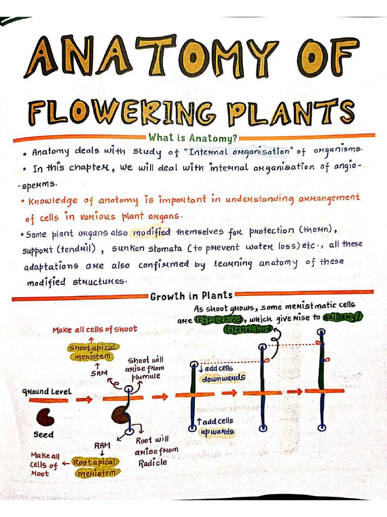 Ak - Medeasy Anatomy of Flowering Plant | PDF