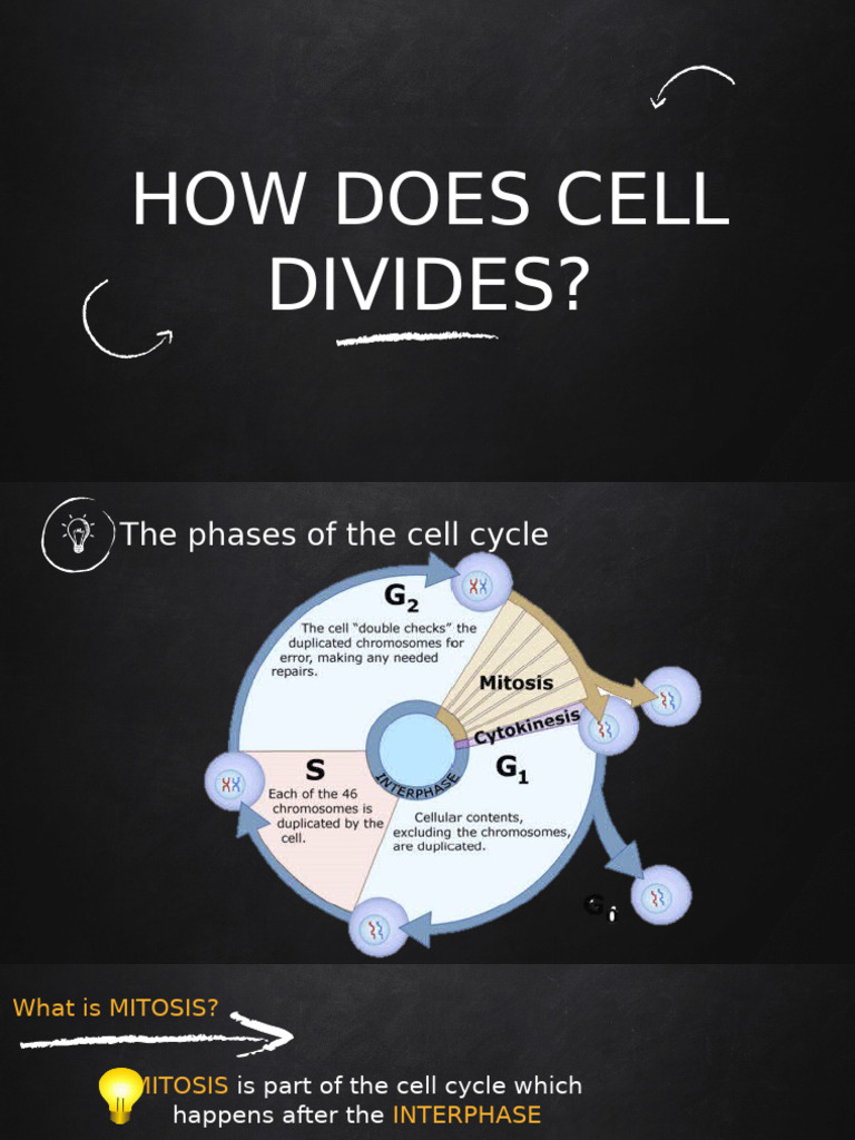Module 3 - Cell Cycle | PDF