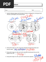 Drawing Out The Phases of Mitosis: 1. Interphase | PDF