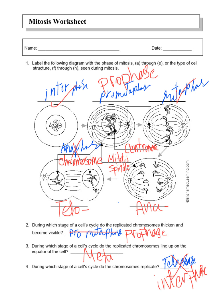 Mitosis Worksheet | PDF