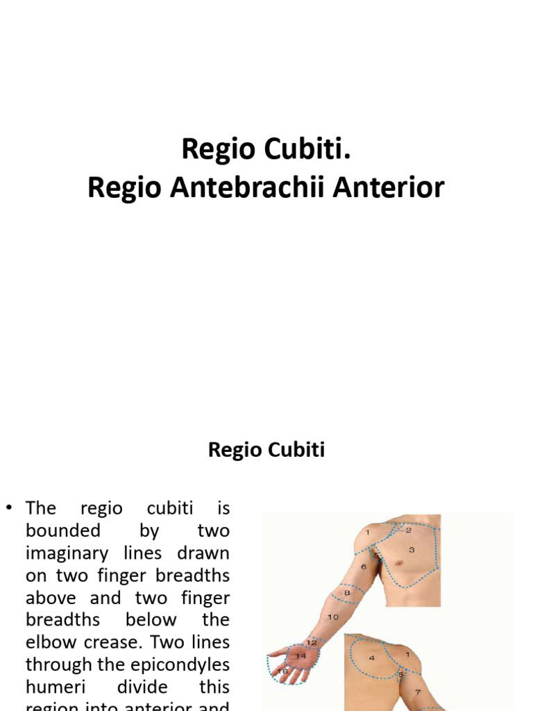 Anterbrachi Regio Cubiti | PDF | Elbow | Thumb