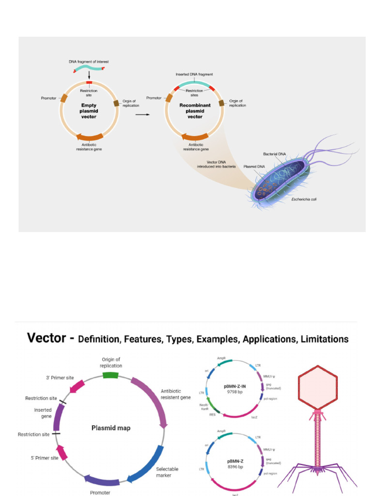 Transformation - Selection and Screening | PDF | Sequencing ...
