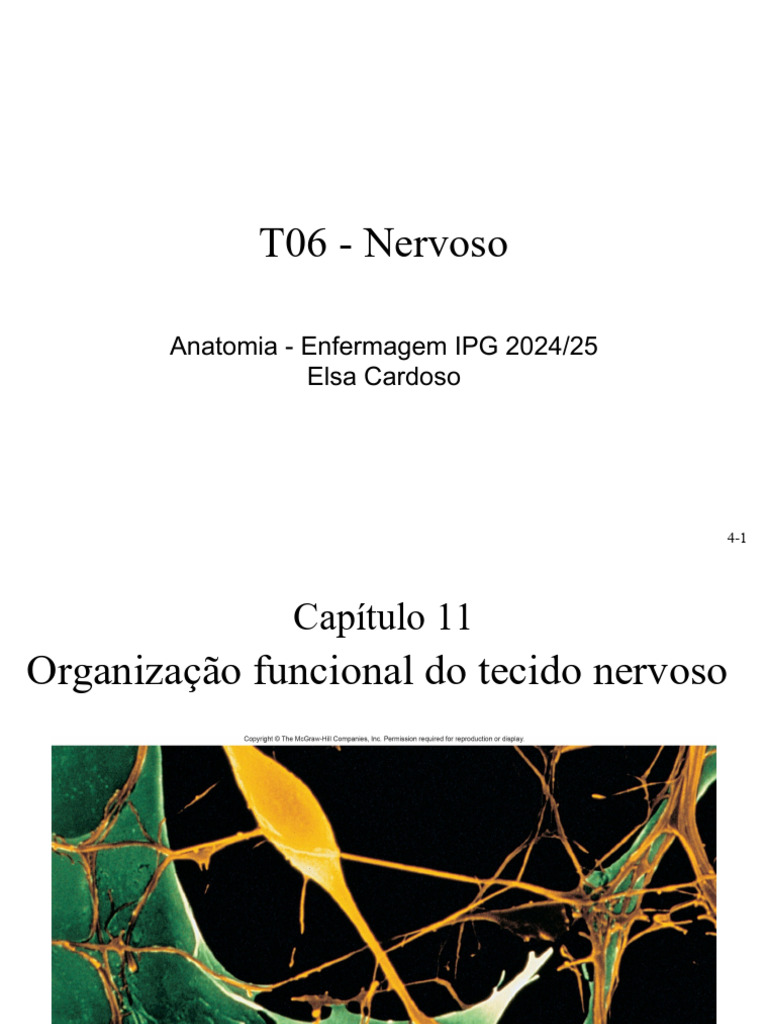 T06 Nervoso | PDF | Medula espinhal | Sistema nervoso central