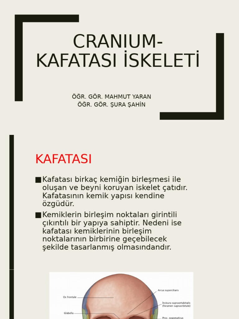 4 Cranium - Kafatasi İskeleti̇ | PDF