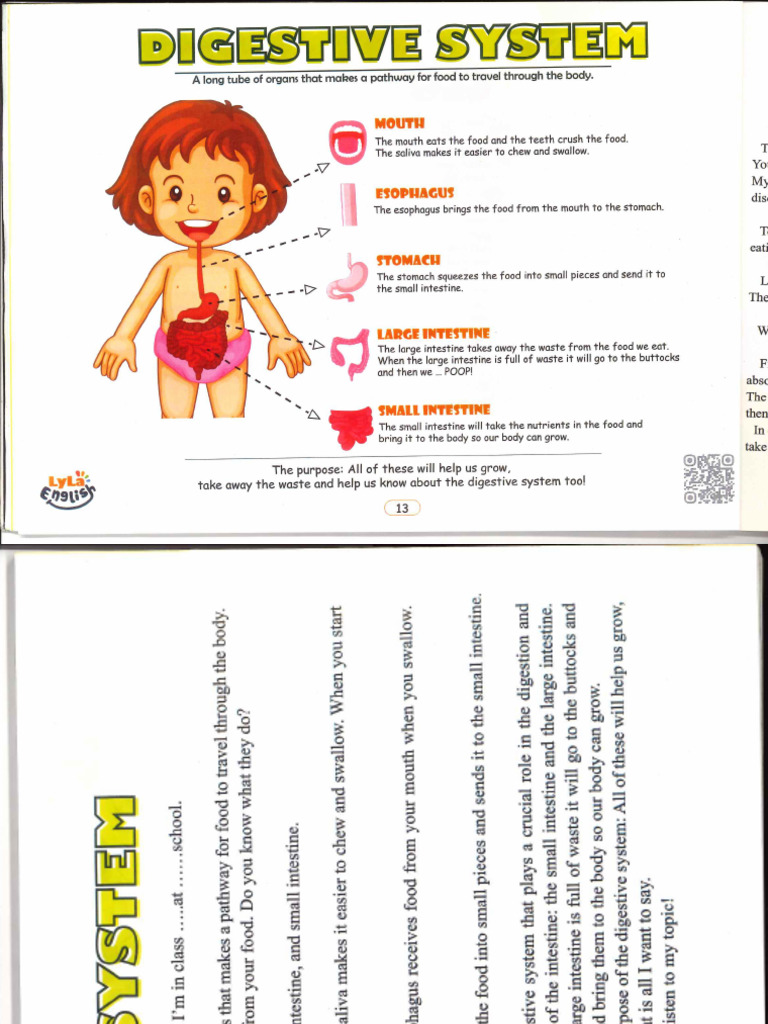 Digestive System | PDF