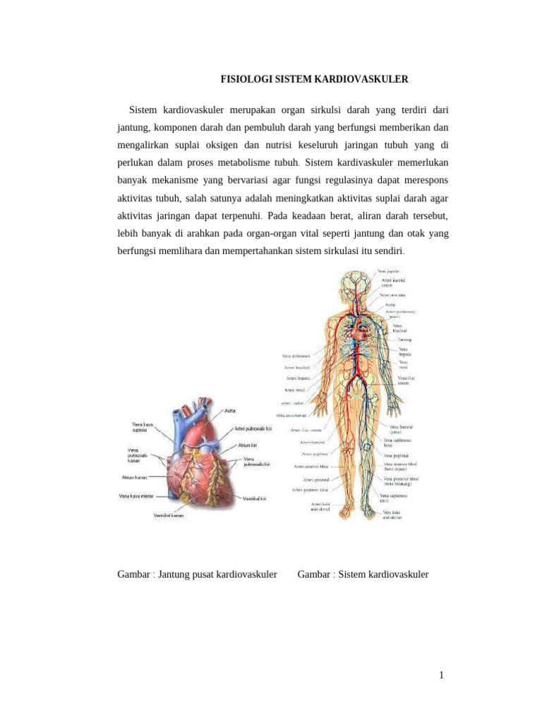 fisiologi sistem kardiovaskuler | PDF