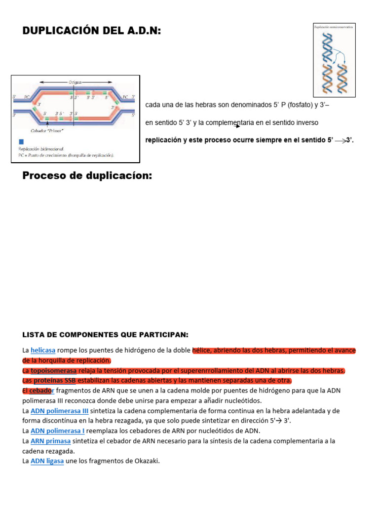 Duplicación Del ADN | PDF | Replicación De Adn | Adn
