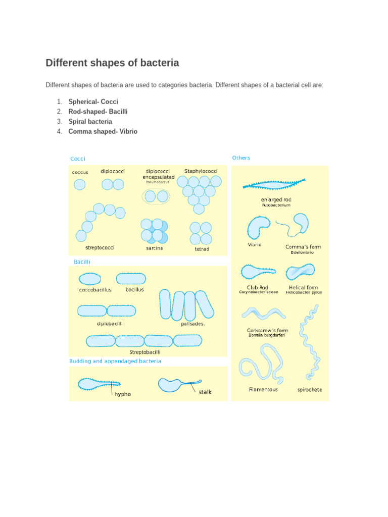 Different Shapes of Bacteria | PDF | Bacillus | Bacteria