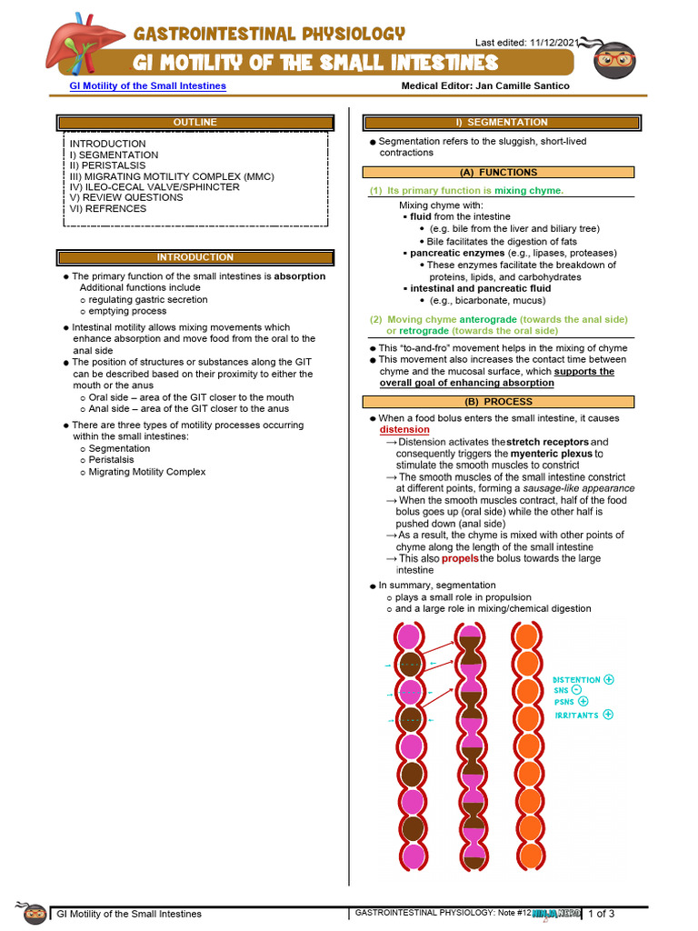 Small Intestine GI Motility Explained | PDF | Gastrointestinal Tract ...