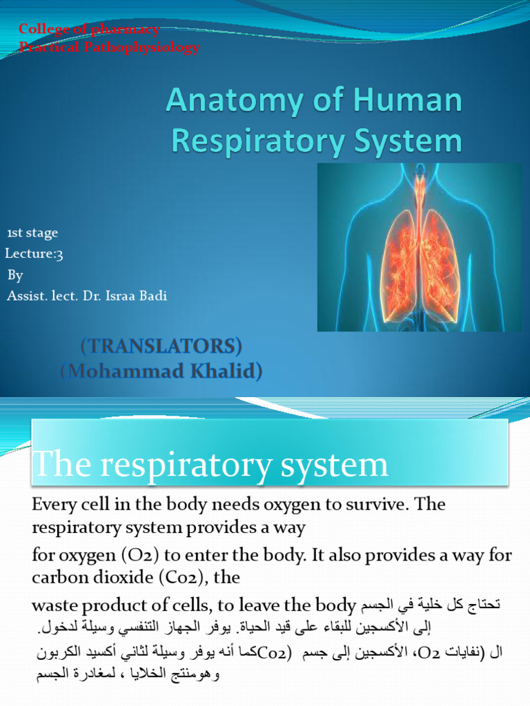 Anatomy 3 (1) | PDF