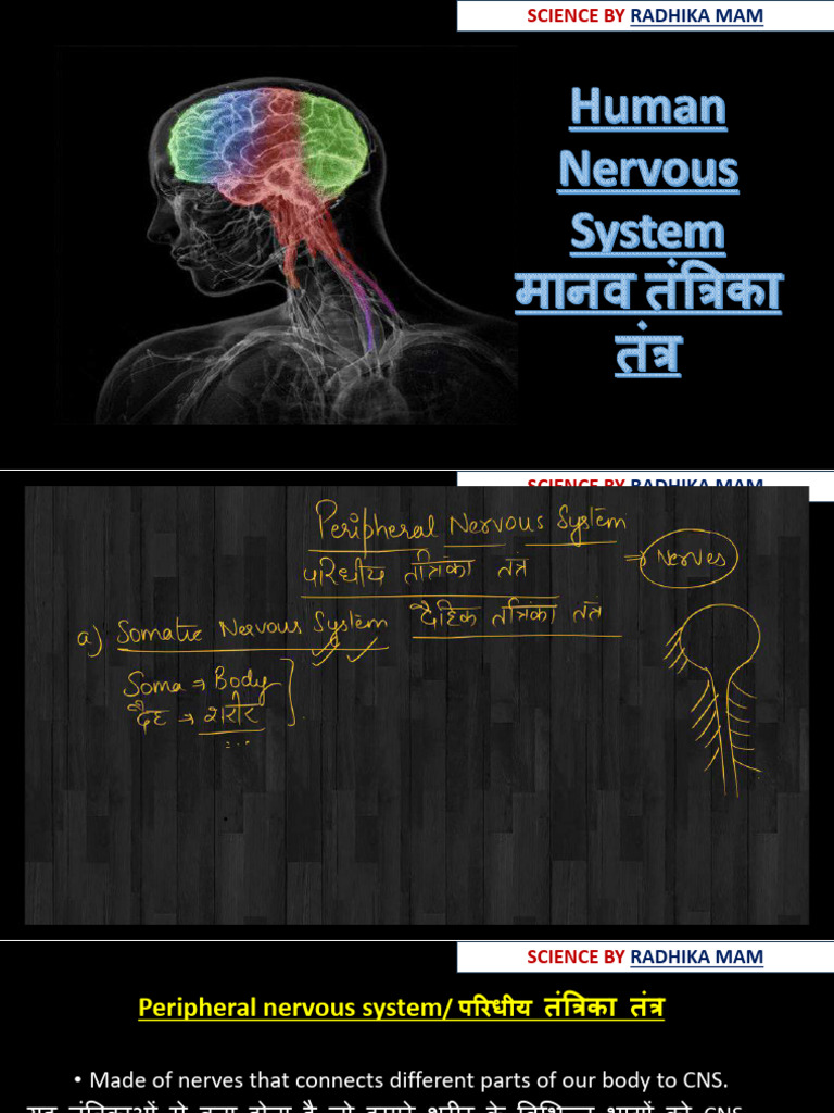 072 BIOLOGY Nervous System Nervous System 03 Class Notes | PDF