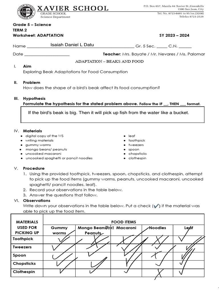 Beak Adaptations in Birds Worksheet | PDF