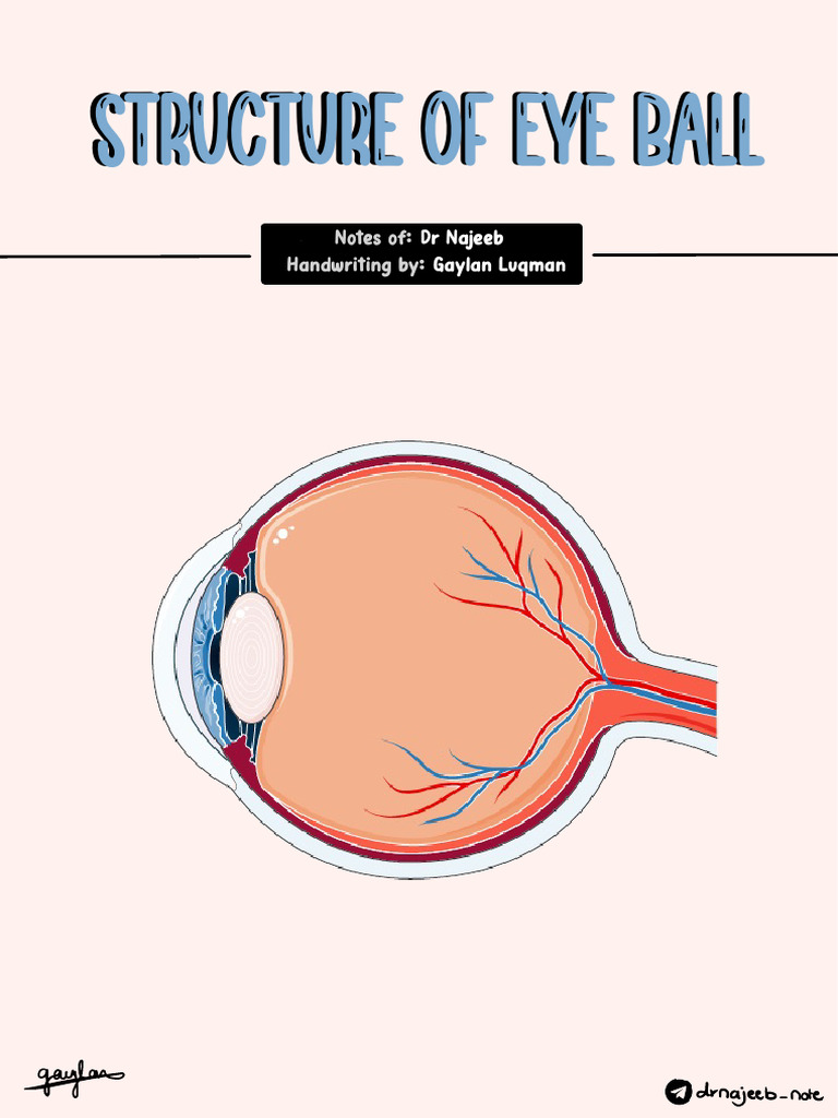 1 - Structure of Eye Ball | PDF | Eye | Visual System