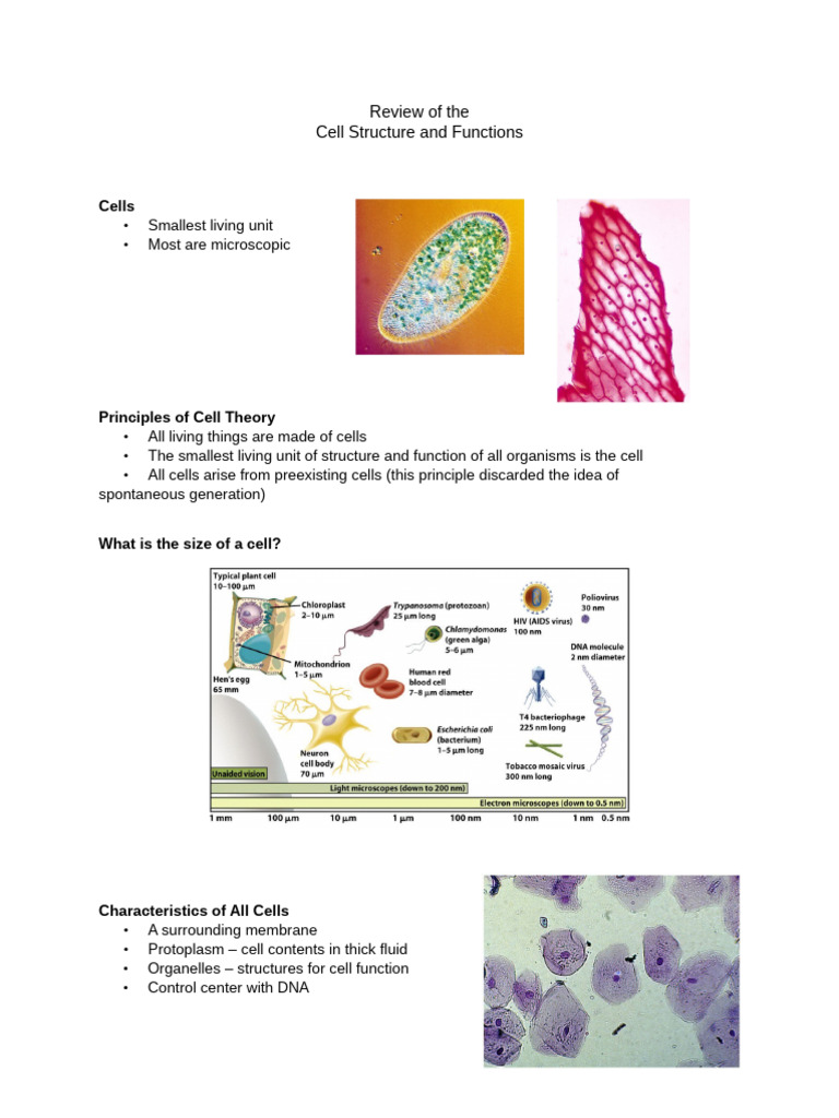 Overview of Cell Structure and Functions | PDF | Cell (Biology) | Cell ...