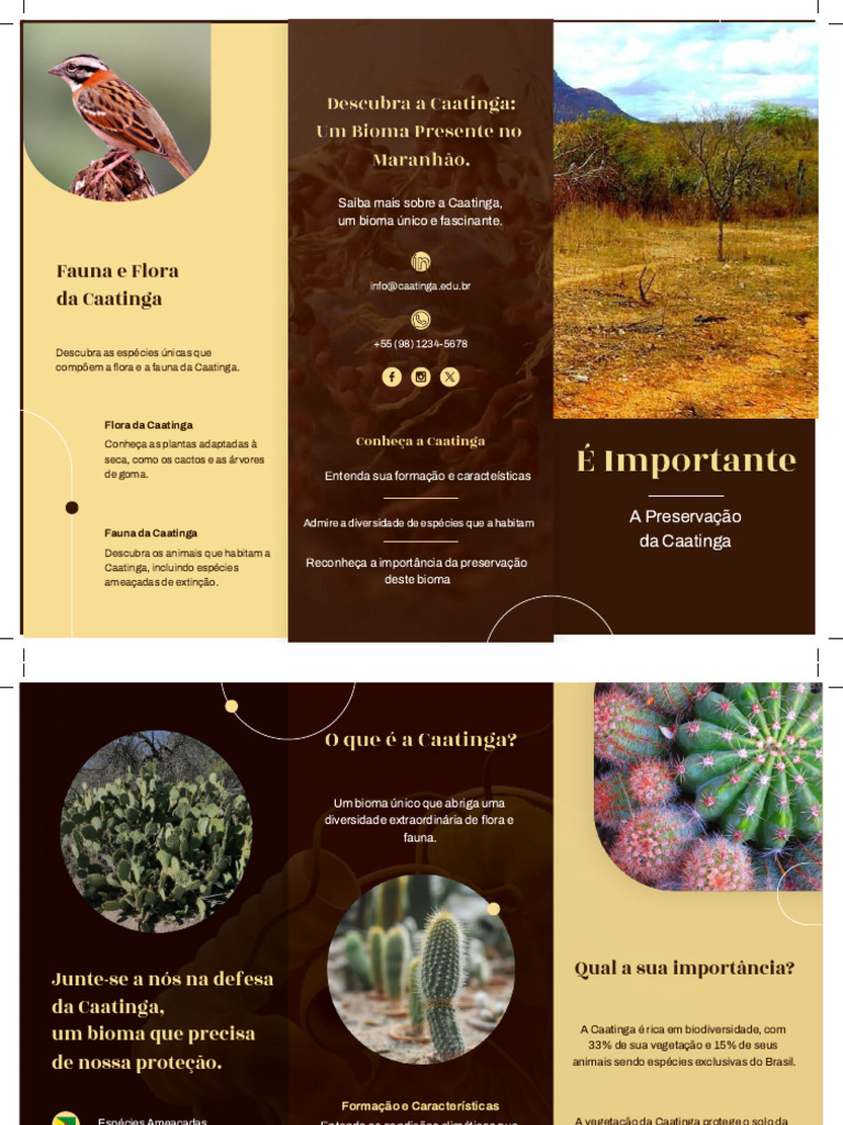 Panfleto-Educacional-sobre-a-Caatinga | PDF | Biodiversidade | Ecologia de sistemas