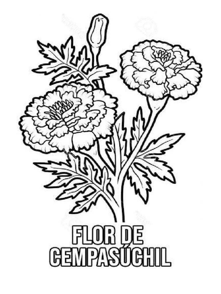 Flor de Cempasúchil | PDF