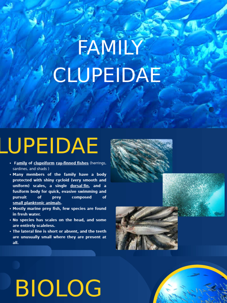 Family-Clupeidae | PDF | Fish