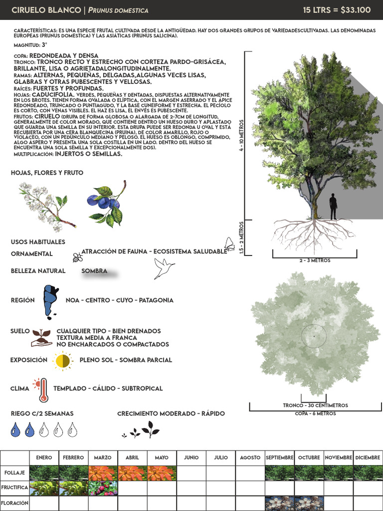 Características del Prunus Domestica | PDF | Hoja | Botánica