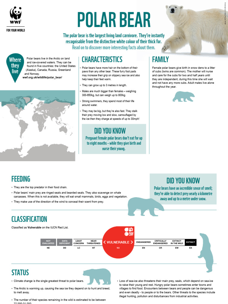 Polar_Bear_Fact_Sheet | PDF | Polar Bear | Endangered Species