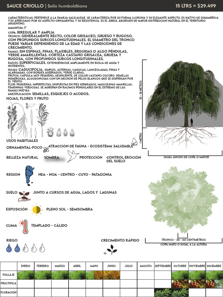 Características del Sauce Criollo | PDF | Sauce | Hoja